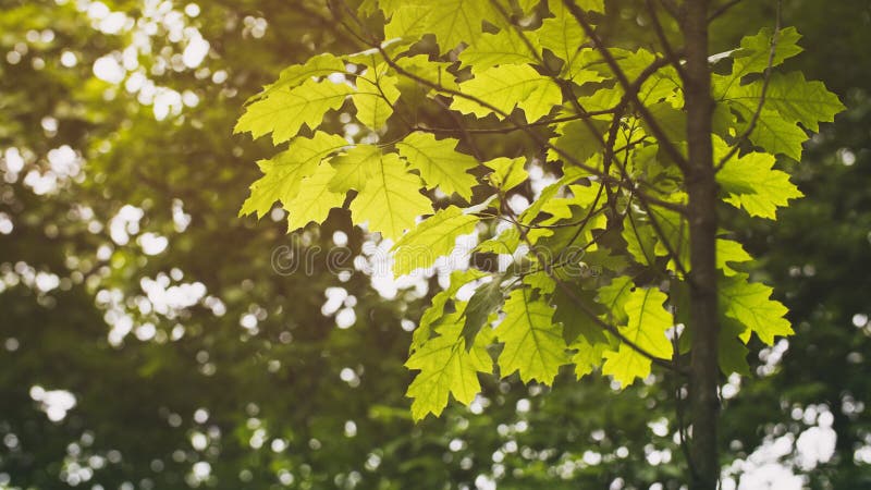 Hojas Jovenes Del Roble En Primavera Foto de archivo - Imagen de verano ...