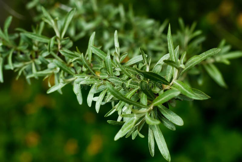 Hojas Largas Delgadas En Una Rama Verde Foto de archivo - Imagen de ...