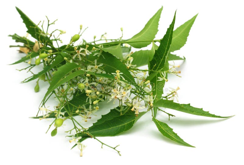 Hojas Medicinales Del Neem Con La Flor Foto de archivo - Imagen de ...