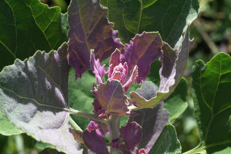 Hojas Moradas En Una Planta Imagen de archivo - Imagen de verde ...