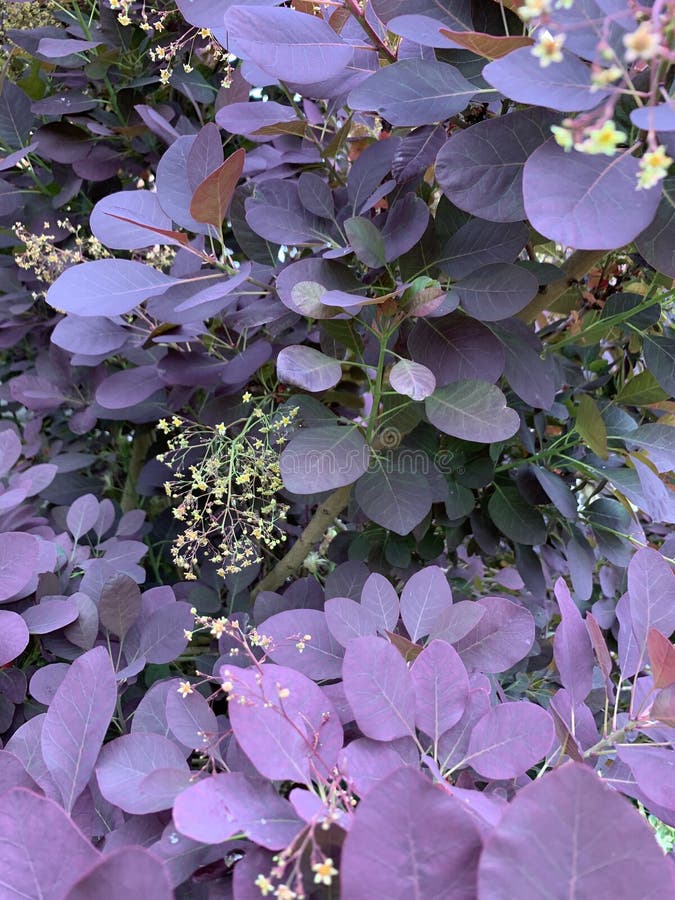 Hojas moradas imagen de archivo. Imagen de belleza, plantas - 222870551