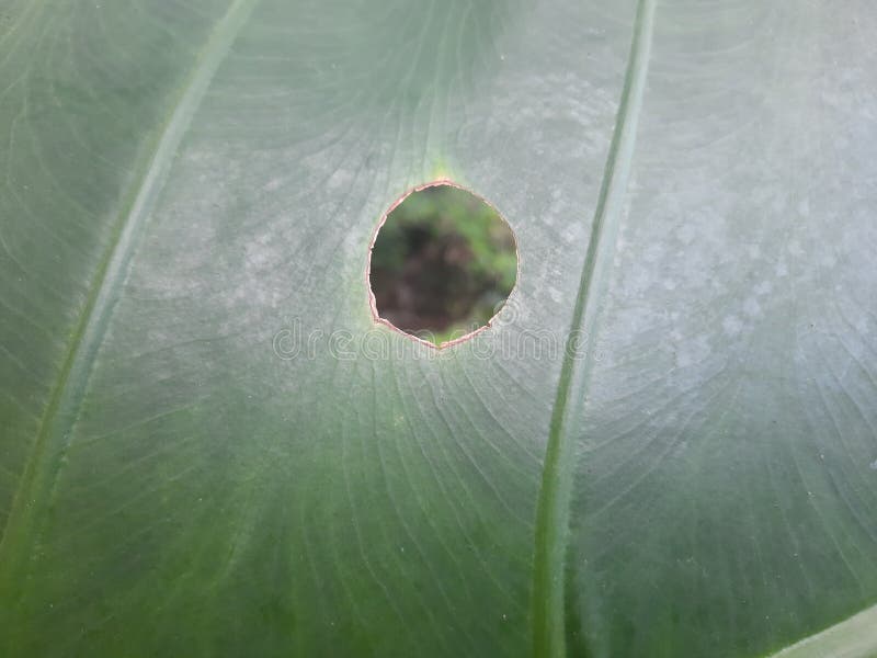 Hojas Que Han Sido Perforadas Imagen de archivo - Imagen de planta ...
