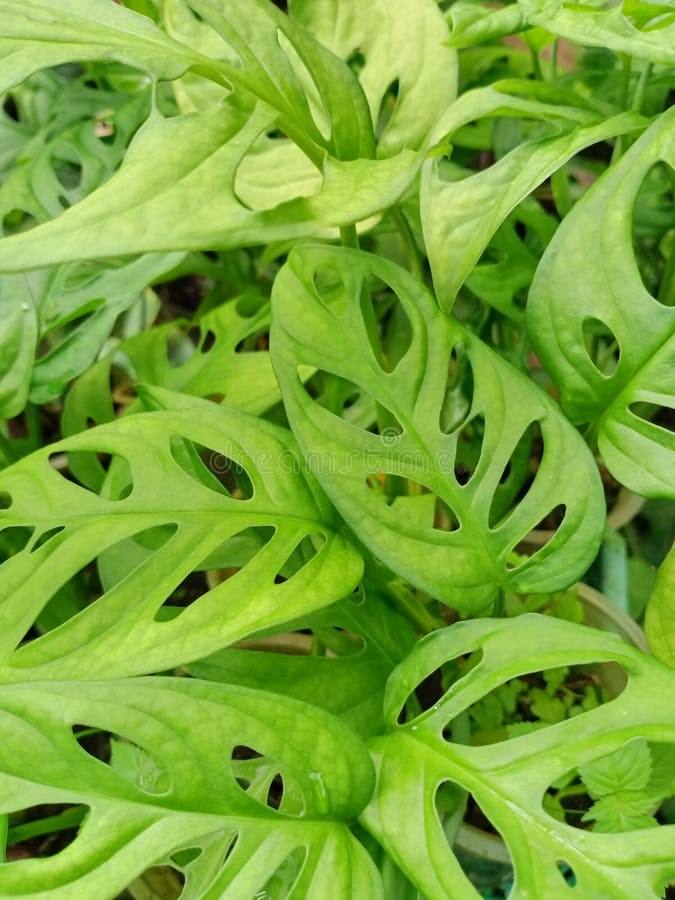 Hojas Que Tienen Una Estructura Hueca Foto de archivo - Imagen de hoja ...