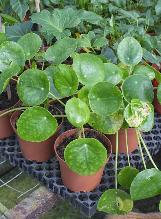 Hojas Redondas De La Planta De Peperomia Polybotya Foto de archivo ...