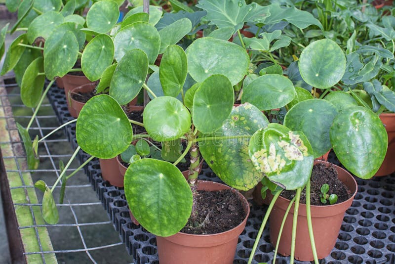 Hojas Redondas De La Planta De Peperomia Polybotya Imagen de archivo ...