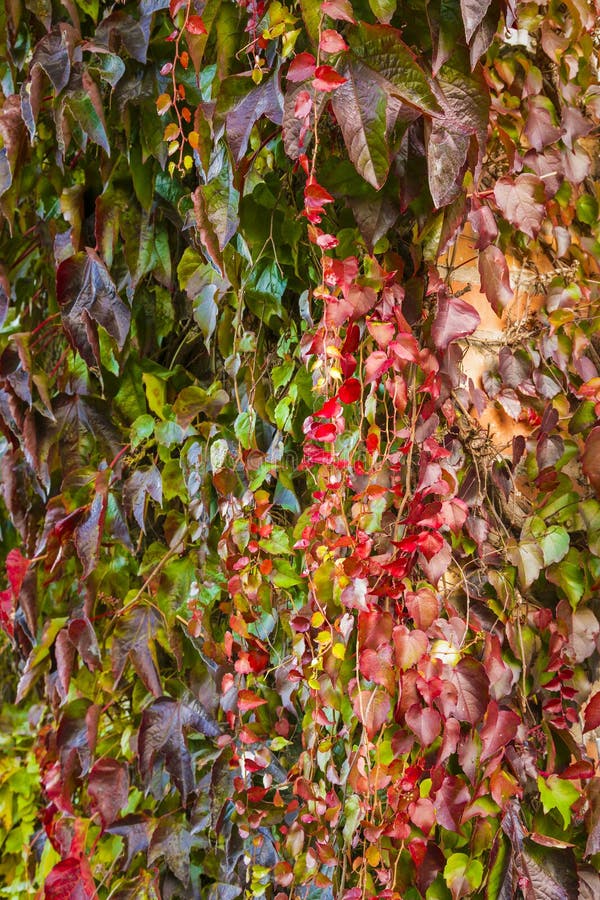 Hojas Rojas De La Enredadera De La Hiedra Imagen de archivo - Imagen de ...
