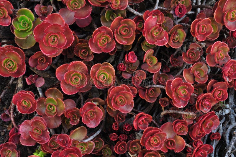 Hojas rojas de la planta imagen de archivo. Imagen de follaje - 12978723