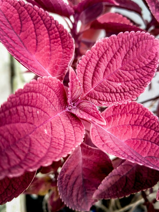 Hojas rosadas imagen de archivo. Imagen de hojas, flor - 209643823