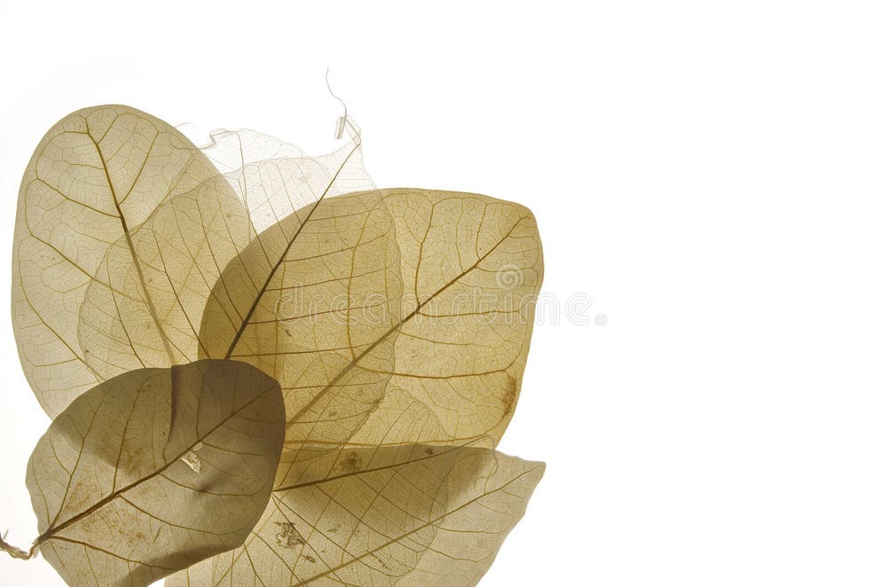 Hojas secadas 2 imagen de archivo. Imagen de fondo, ambiente - 2050157