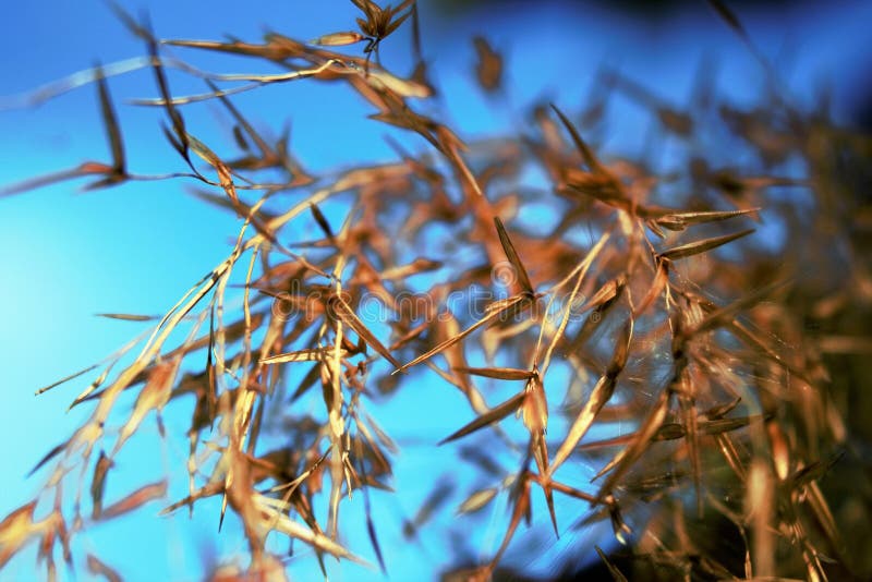 Cosas Secas Fotos De Stock - Download 112 Fotos Libres de Derechos