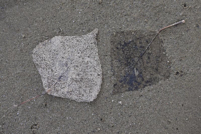 Hojas secas sobre la arena foto de archivo. Imagen de ambiente - 192775986