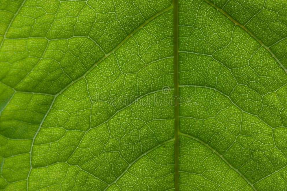 Hojas verdes imagen de archivo. Imagen de textura, superficie - 9806111