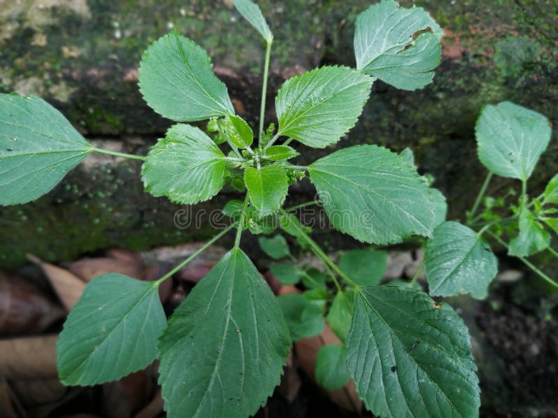 Hojas Verdes De La Planta De Acalypha Australis Imagen de archivo ...