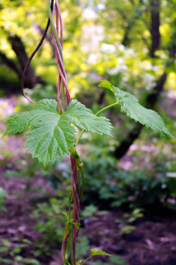 Tallos De La Uva En Un Palillo De Madera Foto de archivo - Imagen de ...