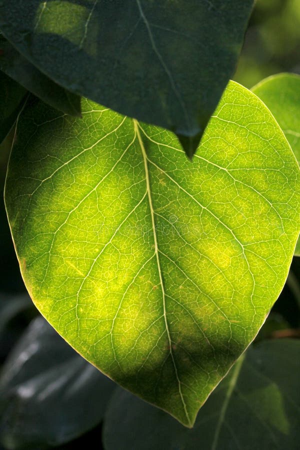 Hojas verdes dos foto de archivo. Imagen de planta, brillante - 158011374