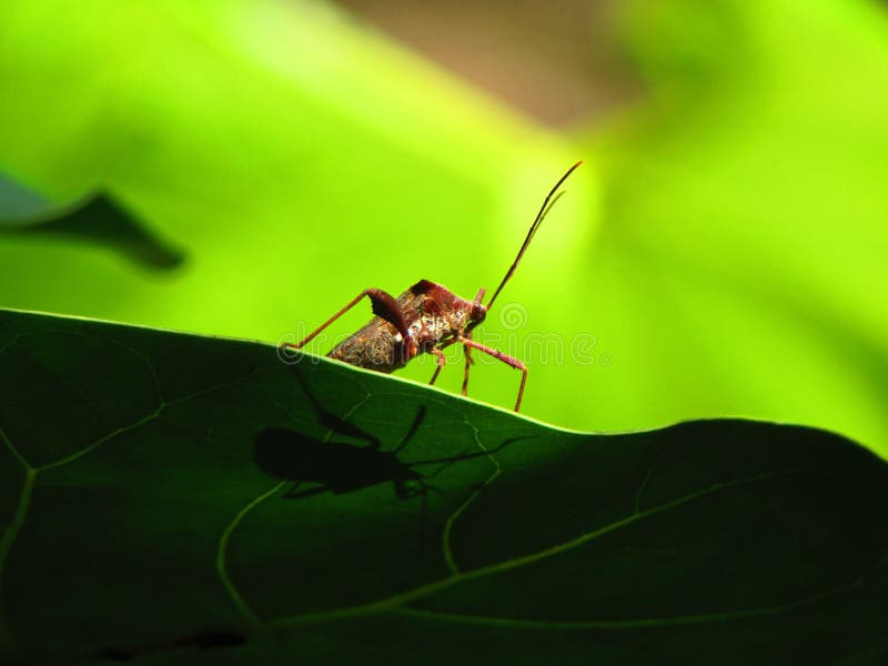 Hojas Verdes E Insectos Con Fondo Borroso Imagen de archivo - Imagen de ...