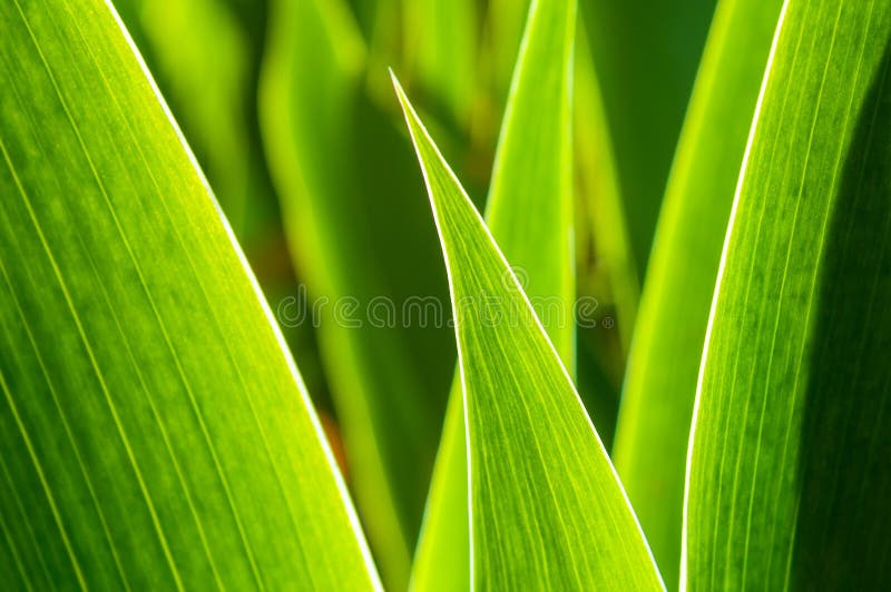 Hojas Verdes En Estilo Abstracto Del Zen Foto de archivo - Imagen de ...