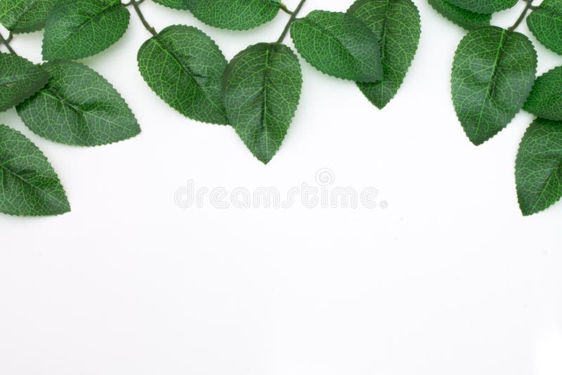 Hojas Verdes Sobre Fondo Blanco Marco Aislado Objeto Fondo Blanco Foto ...