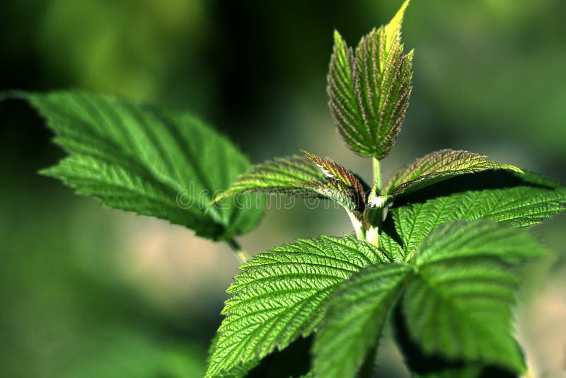 Hojas Vibrantes De La Frambuesa Foto de archivo - Imagen de brillante ...