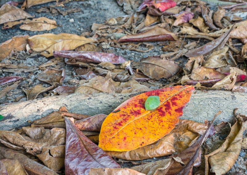 Almendra Tropical, Almendra De Bengala, Almendra India, Almendra Del ...