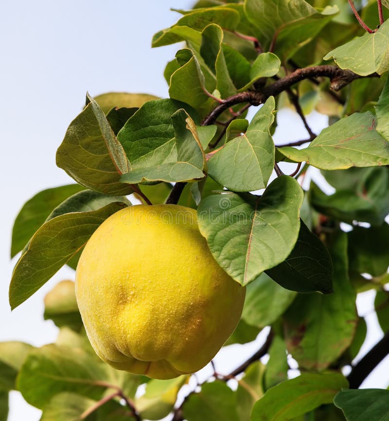 Hojas Y Fruta Del Membrillo Foto de archivo - Imagen de azul, flora ...
