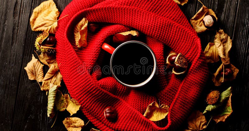 Hojas Y Nueces Alrededor De La Bufanda Y De La Bebida Imagen de archivo ...