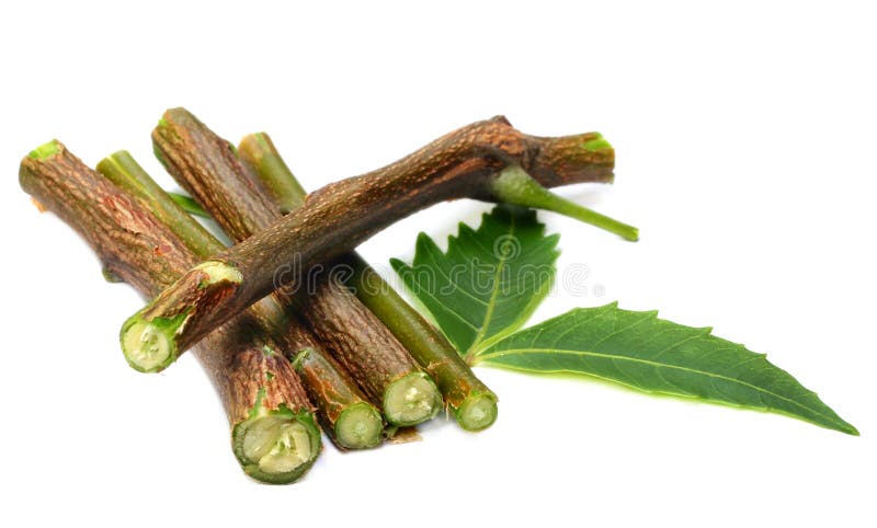 Hojas Y Rama Herbarias Del Neem Foto de archivo - Imagen de sano ...