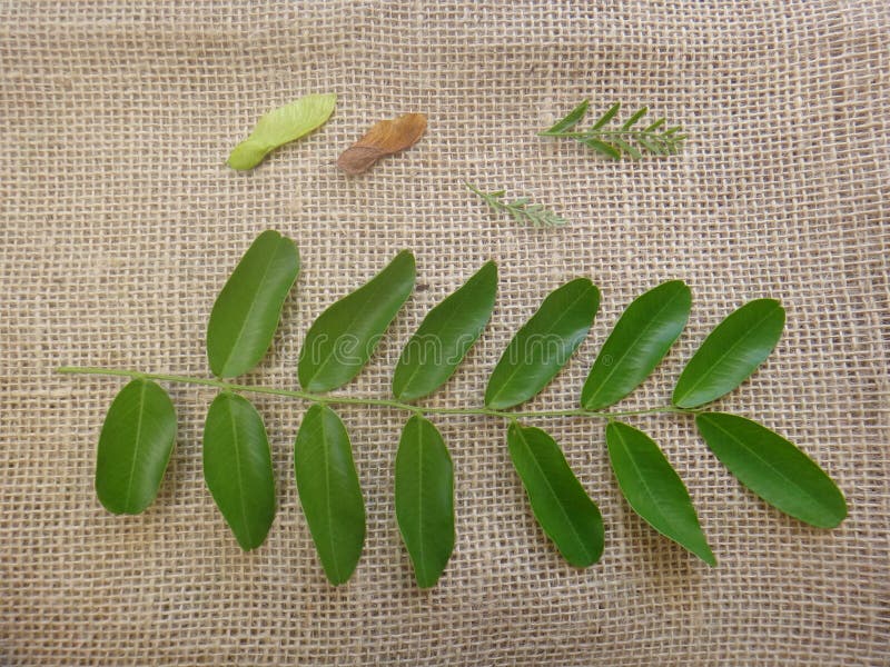 Hojas Pinado-compuestas De La Planta Amarilla Del Cacahuete Foto de ...
