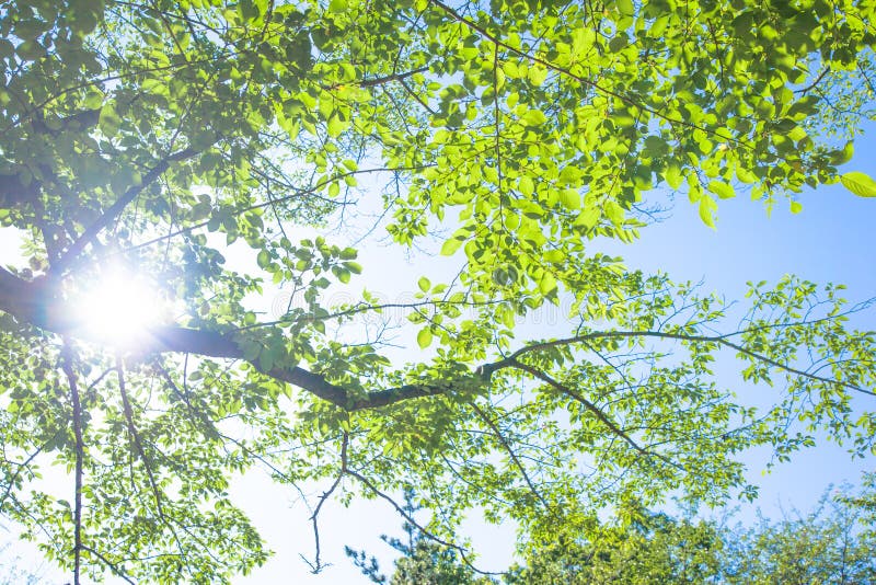 Hojas Y Sol Frescas Del Verde Imagen de archivo - Imagen de nubes ...