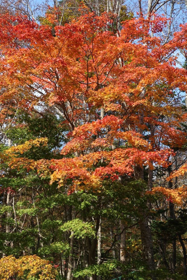 Hokkaido stock image. Image of tree, vocation, hokkaido - 142423173
