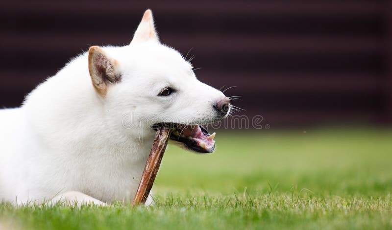 Hokkaido dog breed eating stock image. Image of animal - 192124469