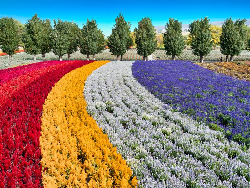 Hokkaido flower farm stock photo. Image of japan, scenery - 164172020