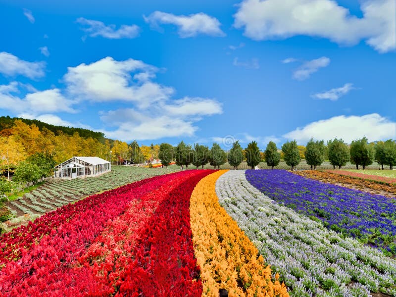 Hokkaido flower farm stock photo. Image of japan, scenery - 164172020