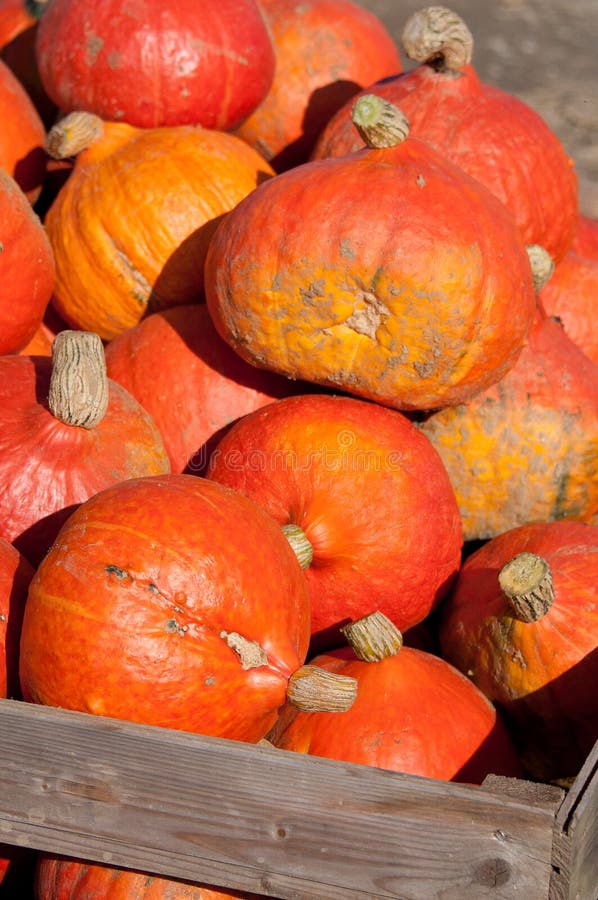 Cucurbitamaximum, Olika Slag Av Pumpa Plattar Till, Thanksgivin ...