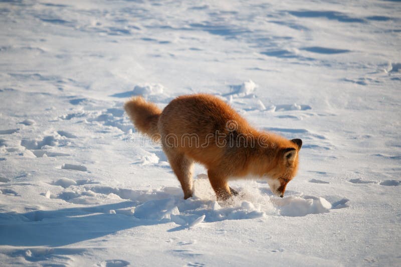 Hokkaido Red Fox Digging a Hole in a Field of Snow Stock Photo - Image ...