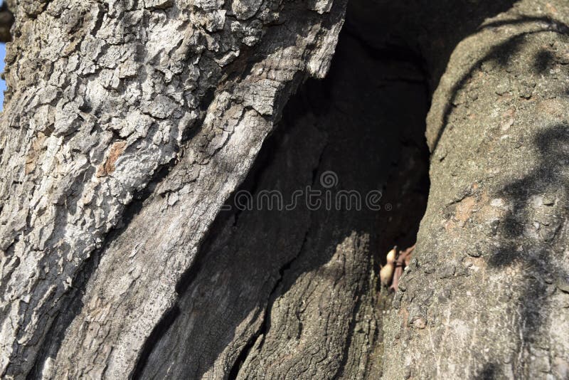 Hol Een Boomboomstam Met Een Holte Textuur Stock Afbeelding - Image of ...
