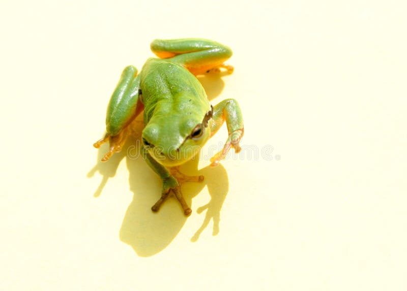 Hola rana foto de archivo. Imagen de rana, mirada, veneno - 141204