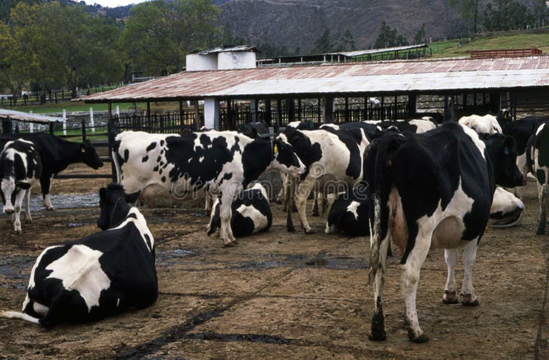 Holando Dairy Cows in Tambo Dairy Industry Argentina Stock Photo ...