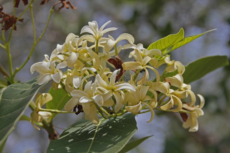 Medicinal Chirata leaves stock image. Image of herbal - 34364775