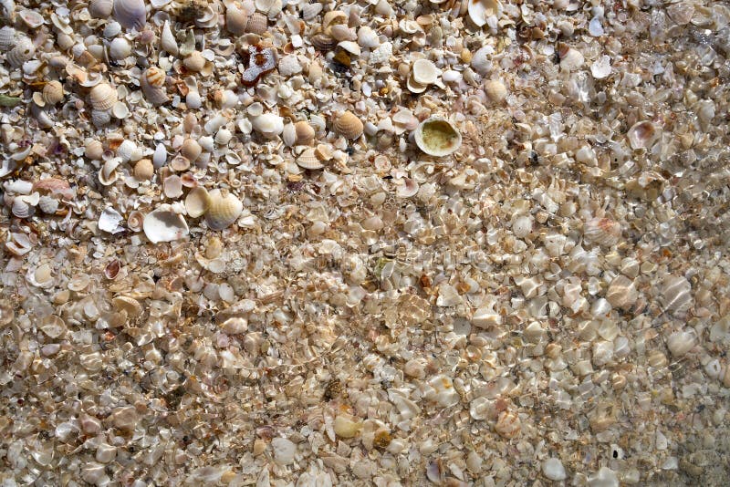 Sea Shells on the Sand Textured Background Wallpaper, Stock Image ...