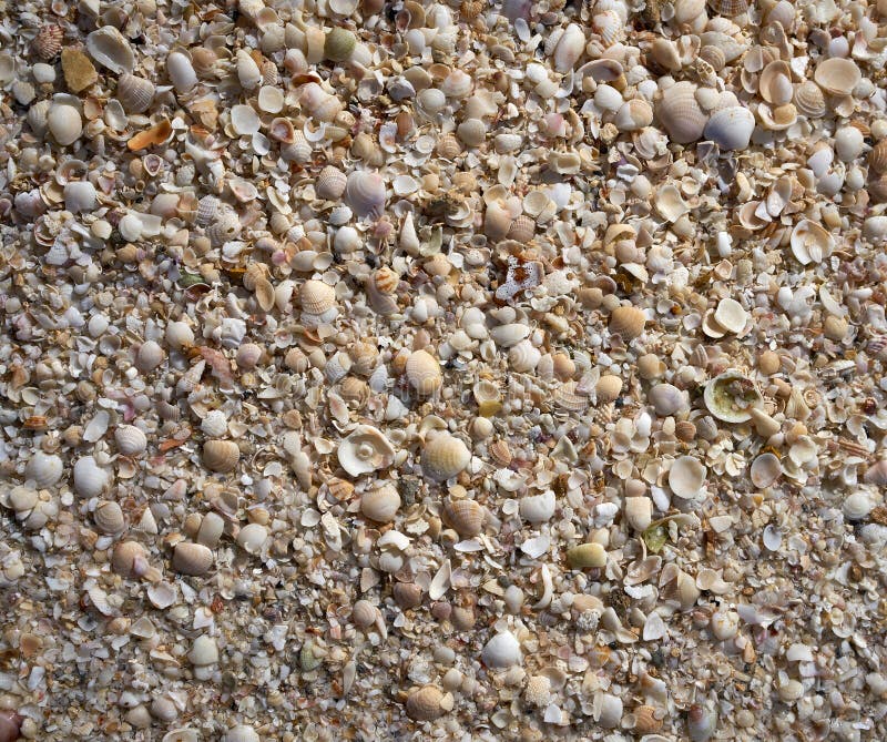 Holbox Beach Shells Sand Mexico Stock Image - Image of coast, exotic ...