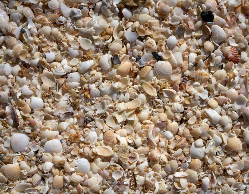 Holbox Beach Shells Sand Mexico Stock Photo - Image of mexican, maya ...
