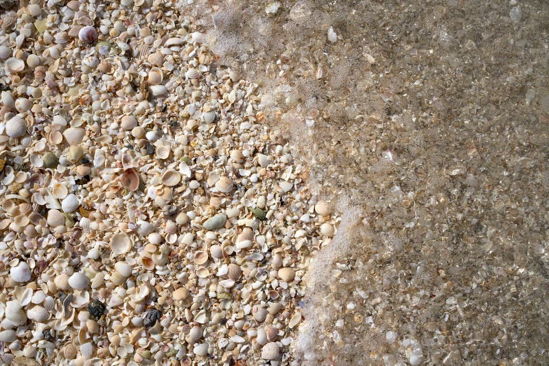Sea Shells on Sand at the Beach Stock Photo - Image of seashore, space ...