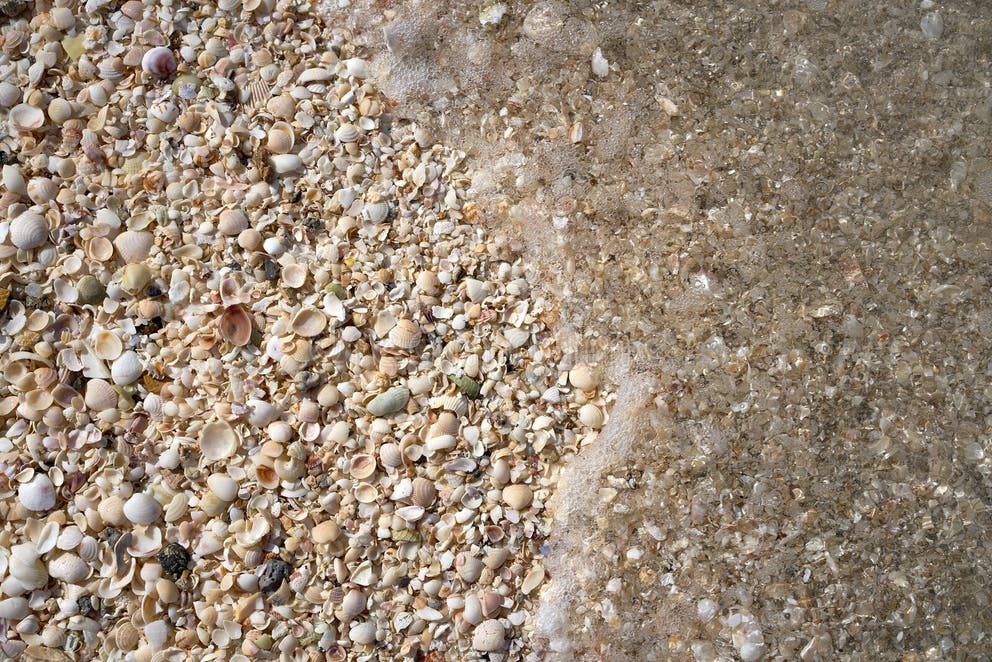 Holbox Beach Shells Sand Mexico Stock Image - Image of cancun, aqua ...