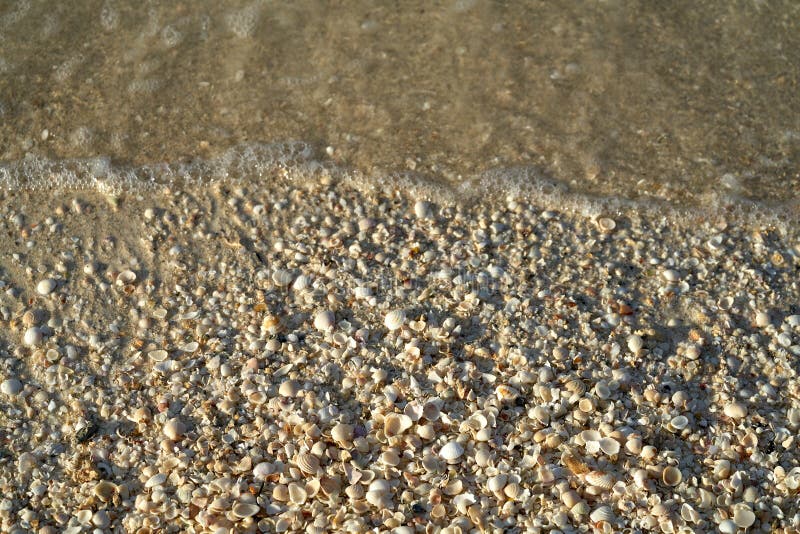 Sea Shells on Sand at the Beach Stock Photo - Image of seashore, space ...