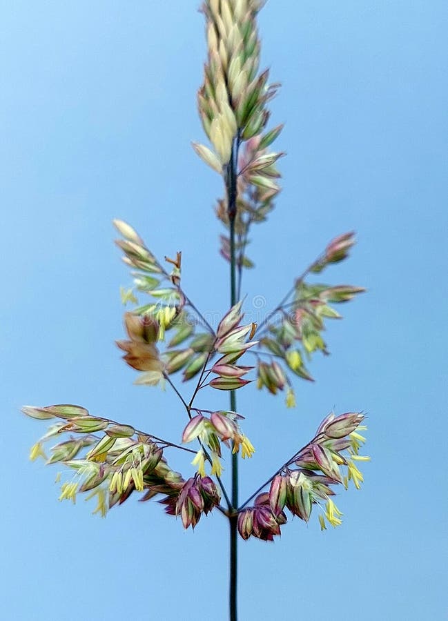 Holcus Lanatus (Yorkshire Fog) Stock Image - Image of perennial, flora ...