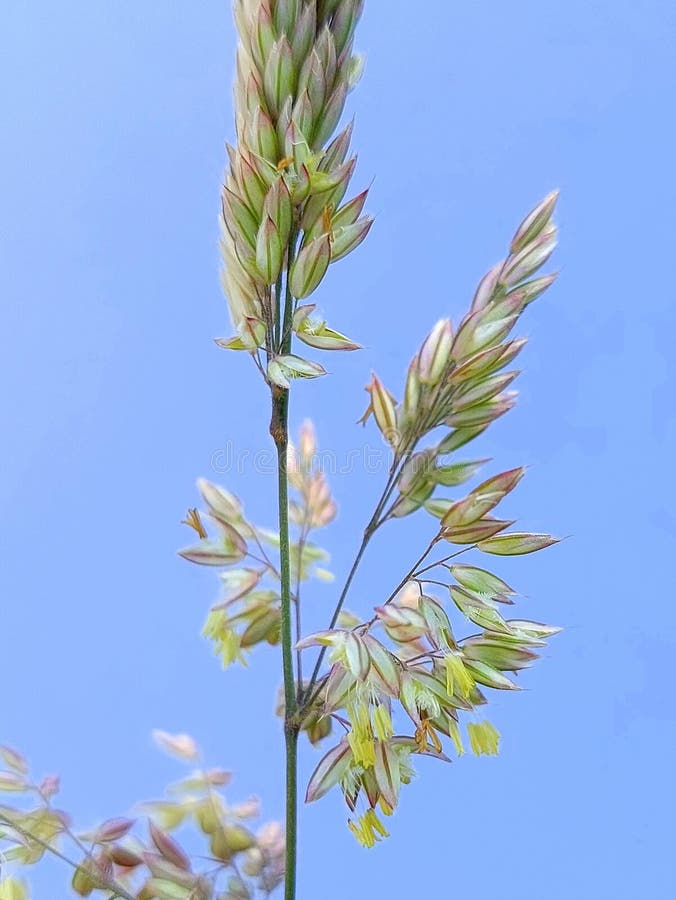 Holcus Lanatus (Yorkshire Fog) Stock Image - Image of lithuania ...