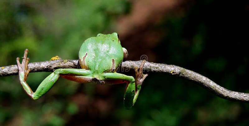 191 Frog Back View Stock Photos - Free & Royalty-Free Stock Photos from ...