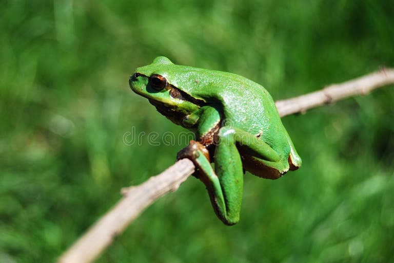 211 Frog Back View Stock Photos - Free & Royalty-Free Stock Photos from ...