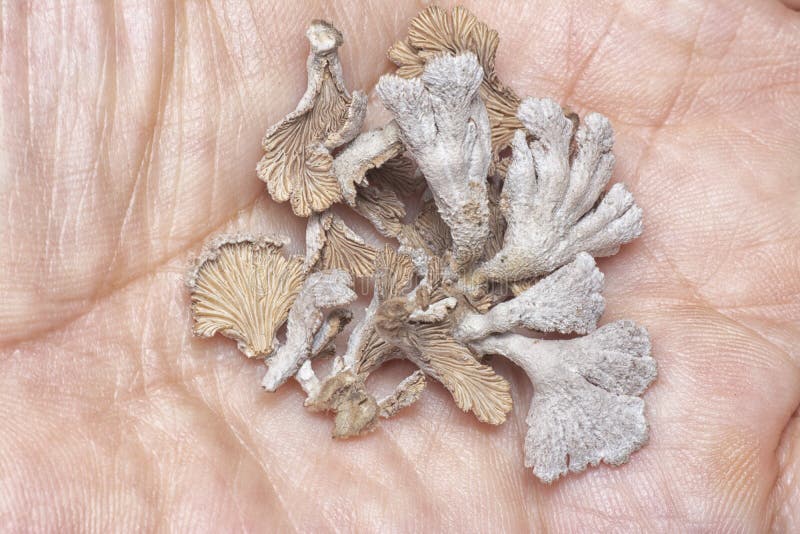 Hold a Few Wild Light-brown Funnel Fan-shaped Mushrooms in the Hand ...